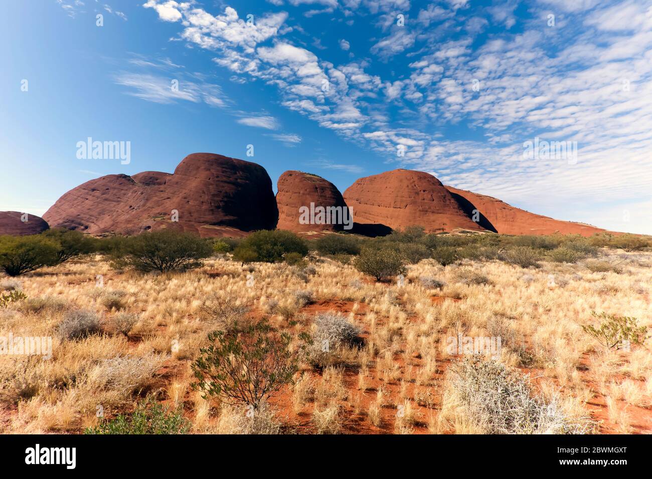 Mulga snake hi-res stock photography and images - Alamy