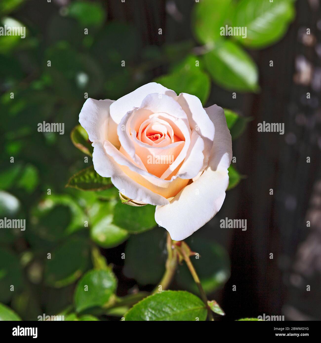 Peach coloured Rose Stock Photo - Alamy