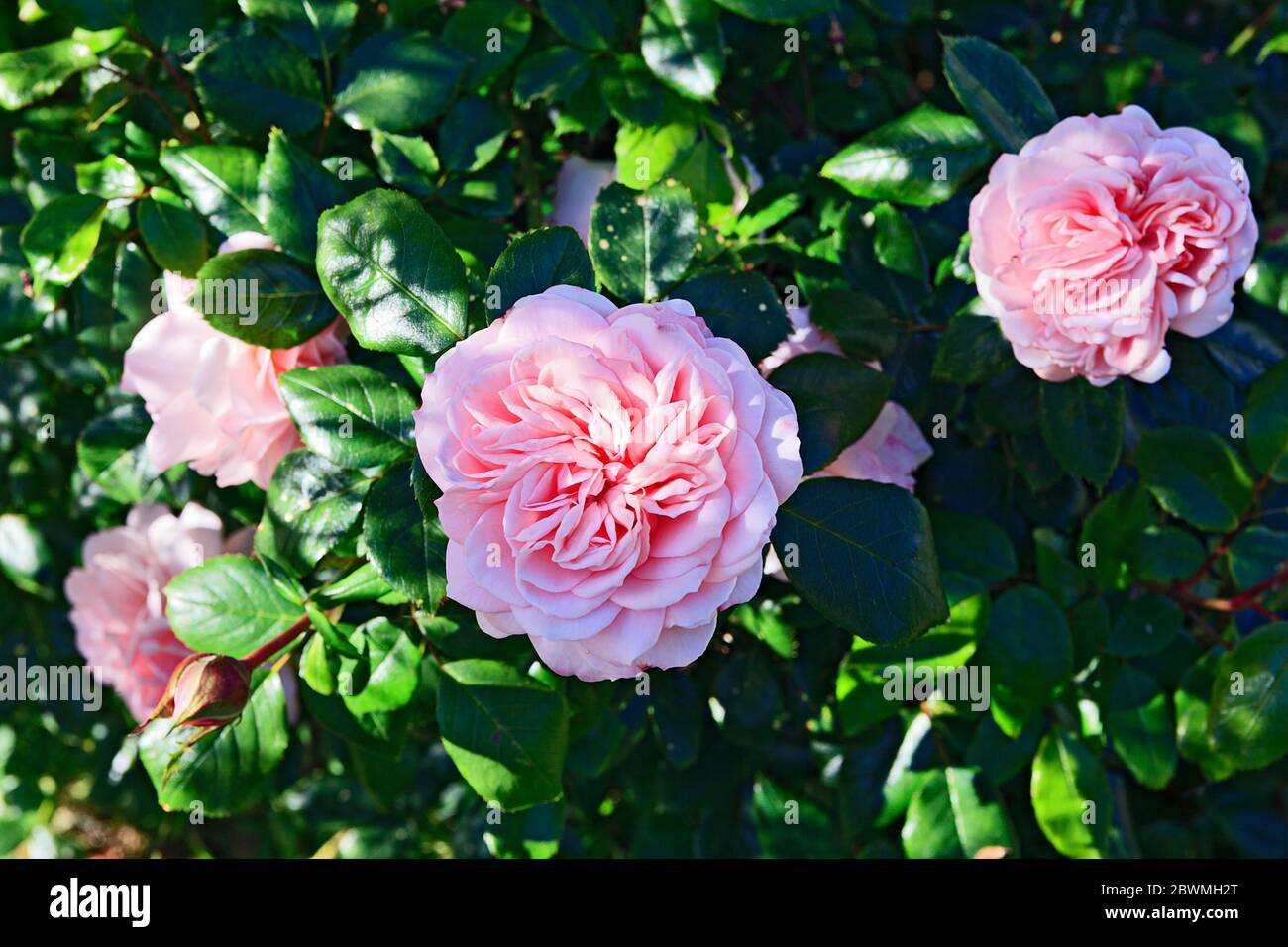 Floribunda roses hi-res stock photography and images - Alamy