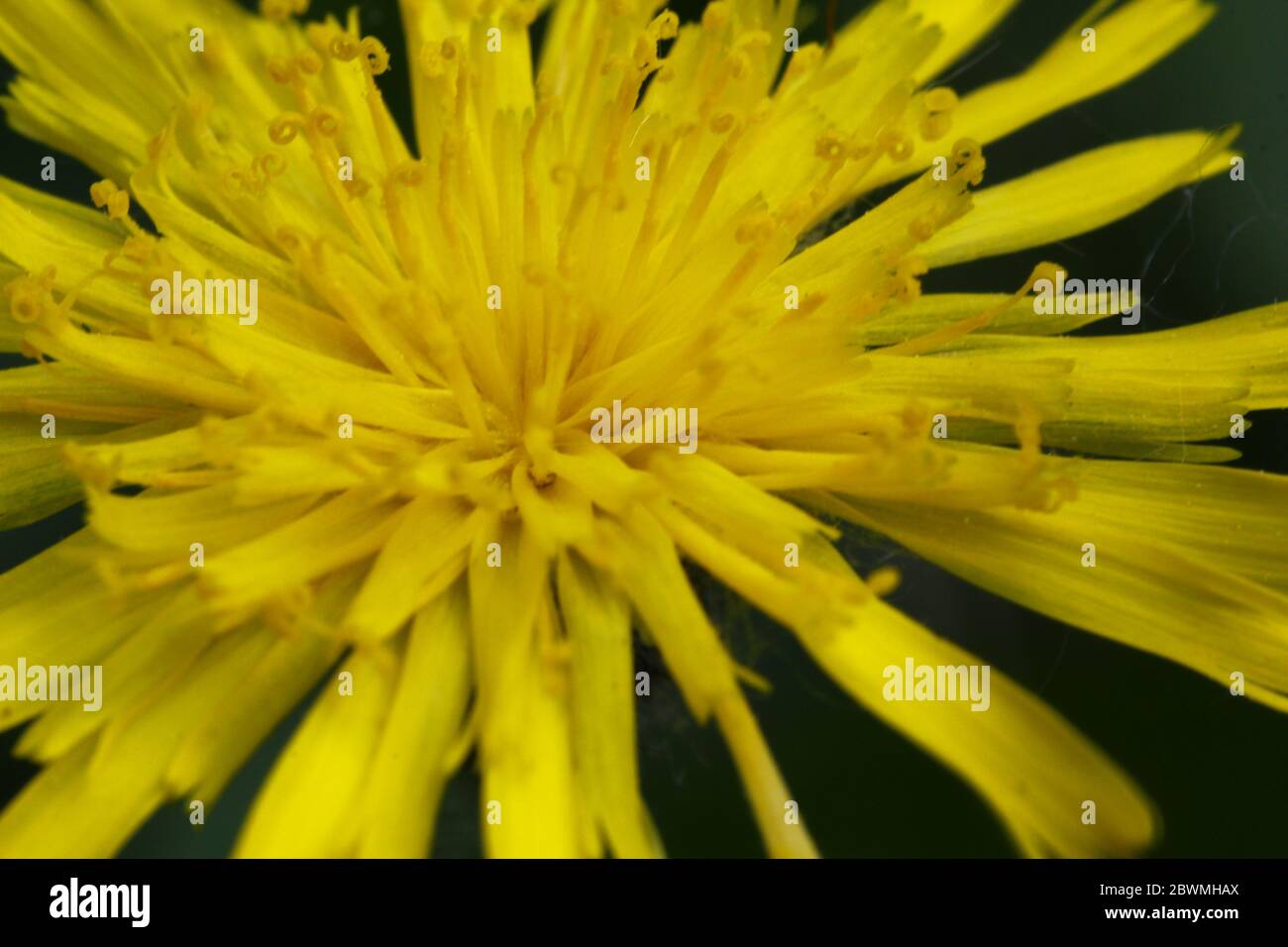 Cat's Ears Flowers Stock Photo - Alamy