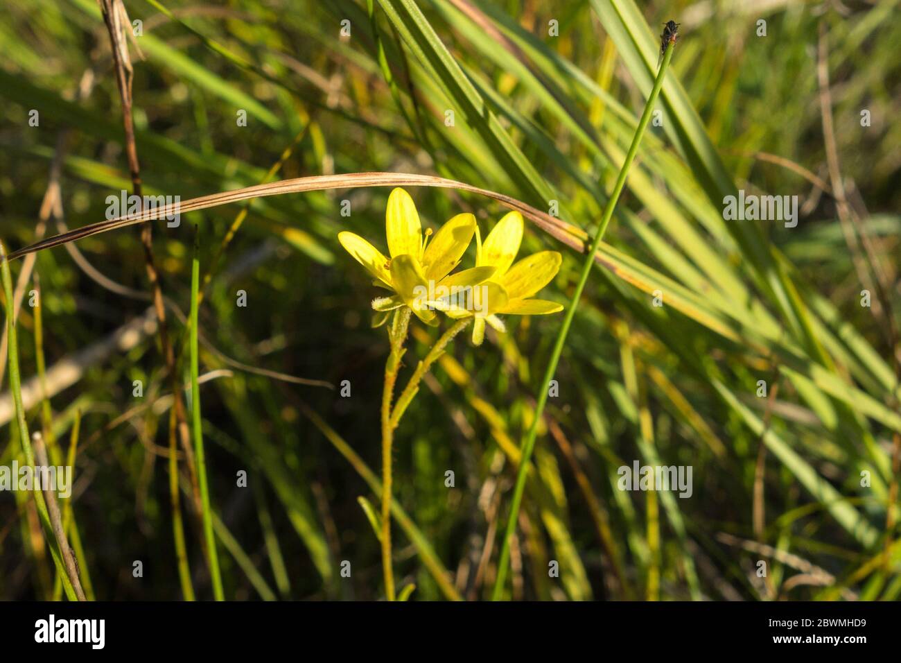 Yellow marsh saxifrage hi-res stock photography and images - Alamy
