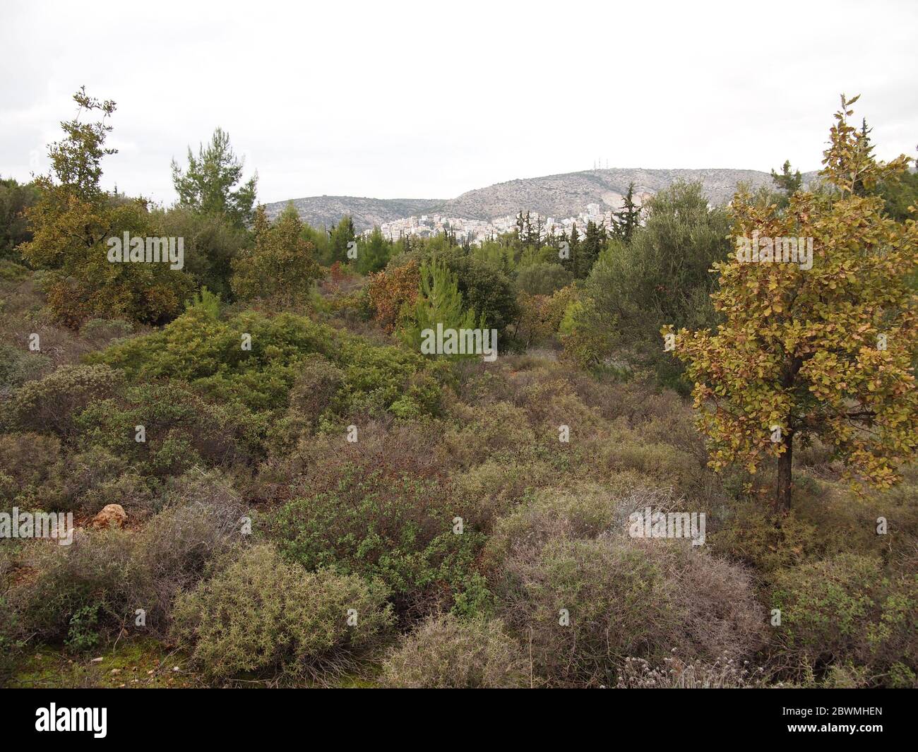 Botanical garden (Athens, Greece Stock Photo - Alamy