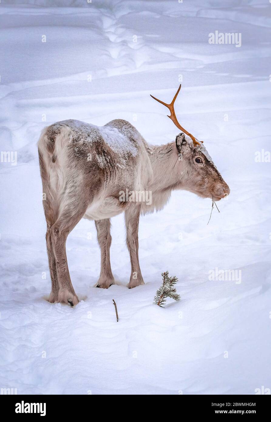 Whitetail deer buck frost hi-res stock photography and images - Alamy