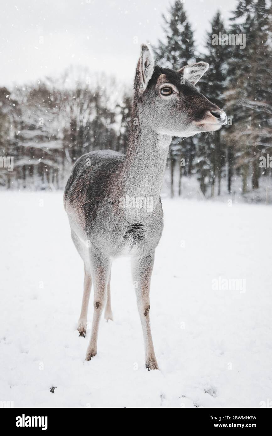 Whitetail deer buck frost hi-res stock photography and images - Alamy