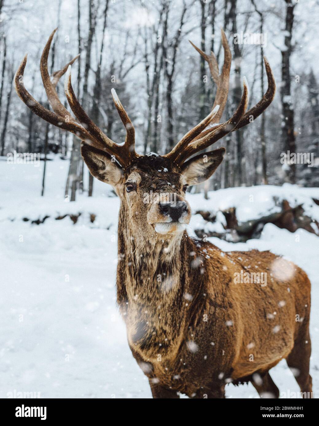 Whitetail deer buck frost hi-res stock photography and images - Alamy