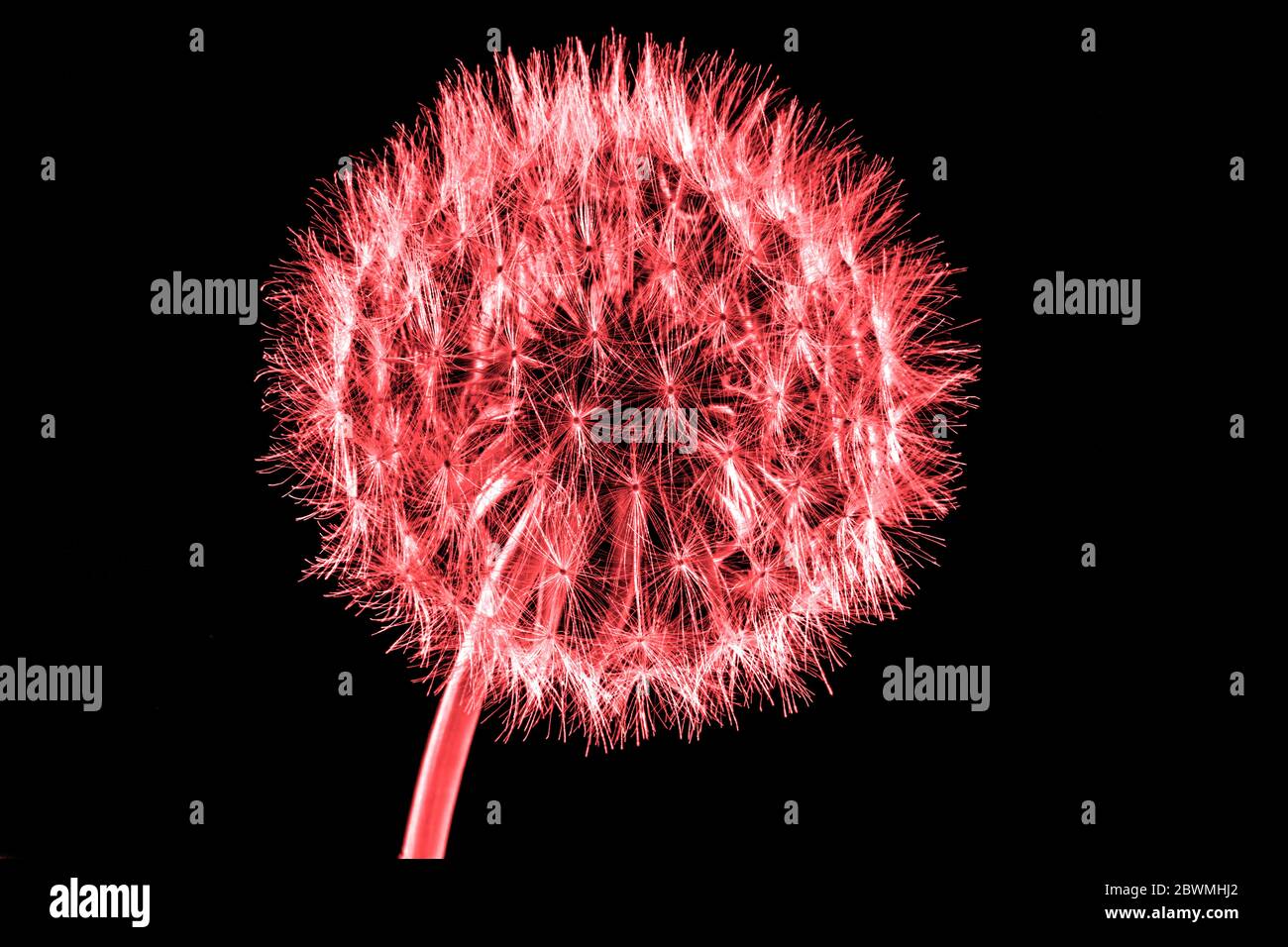 Red dandelion green hi-res stock photography and images - Alamy