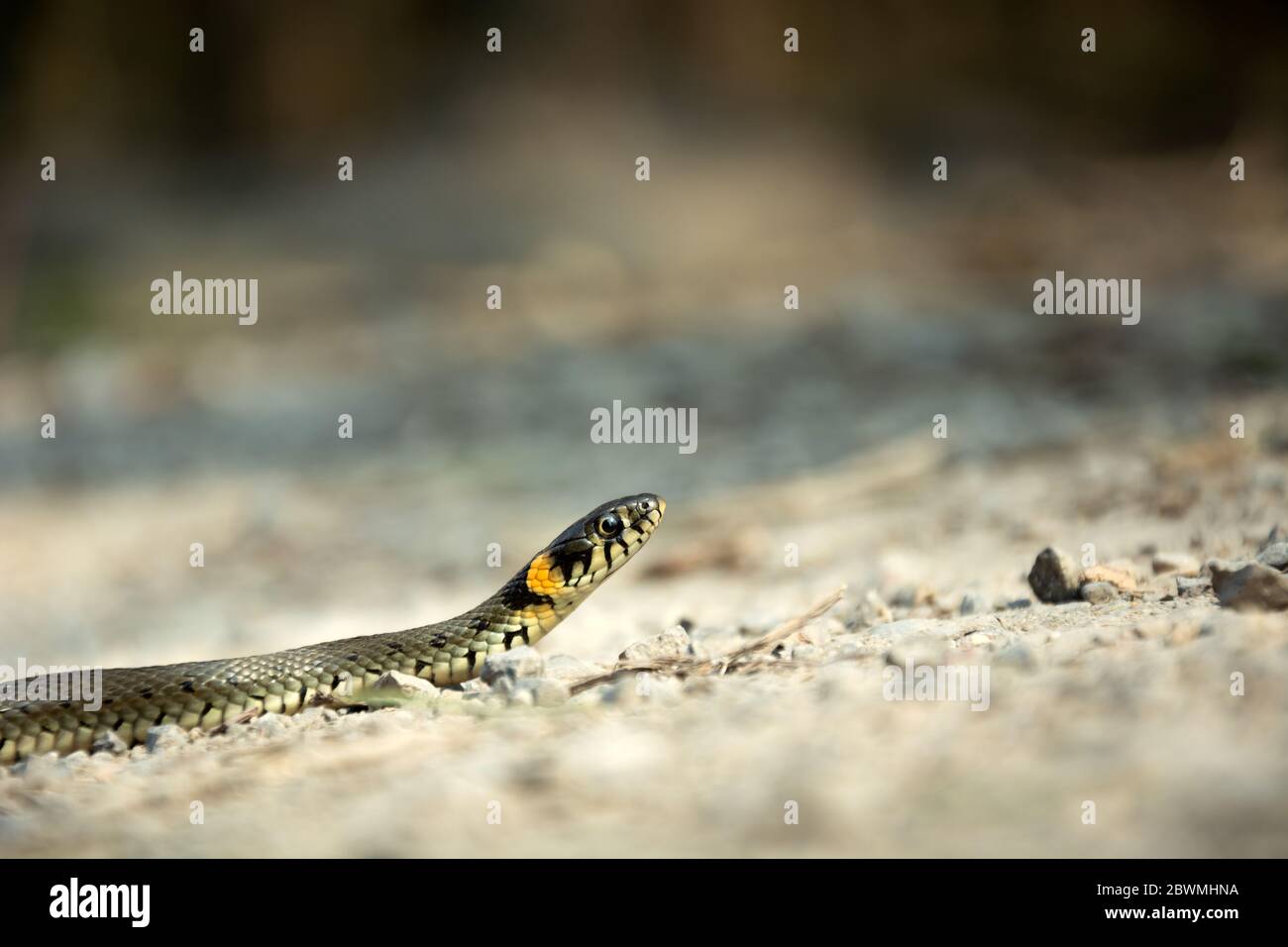 Crawling snake hi-res stock photography and images - Alamy