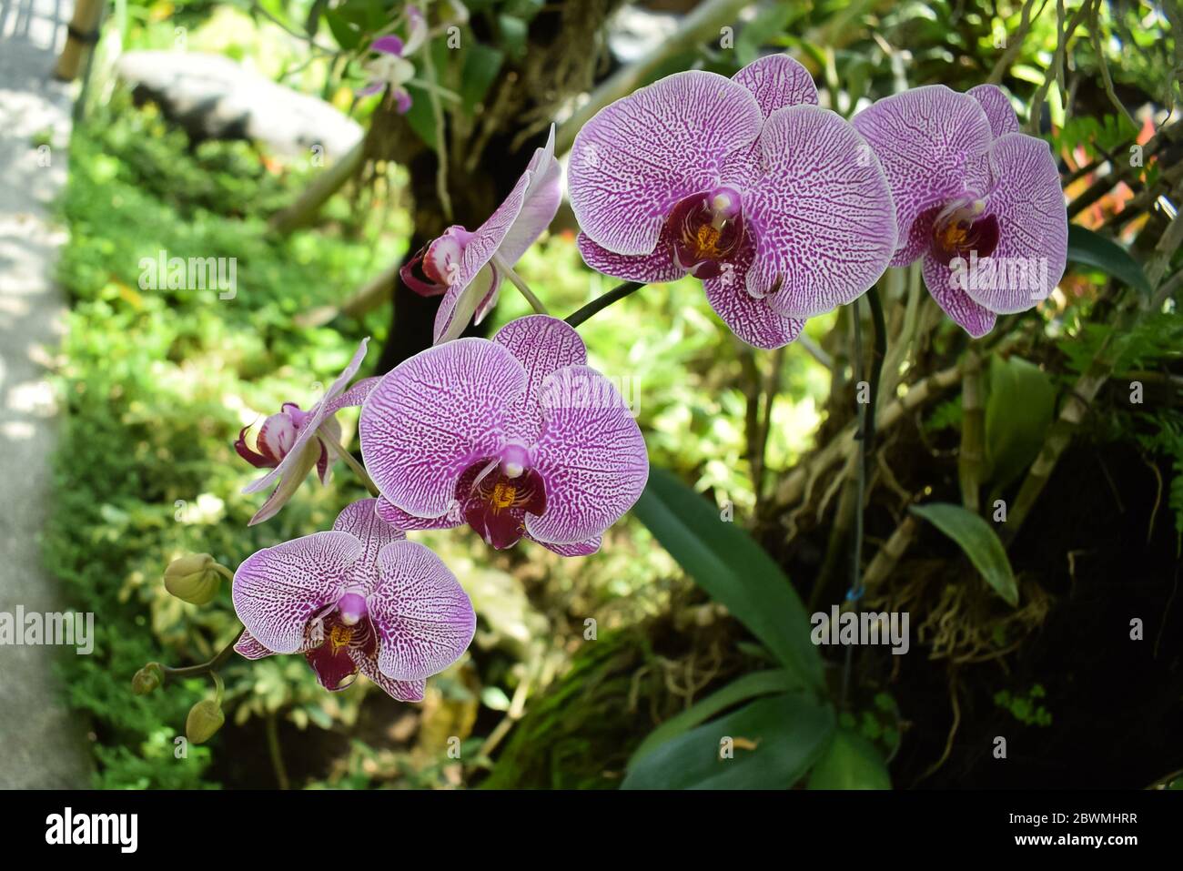Orchid branch hanging from the tree Stock Photo - Alamy