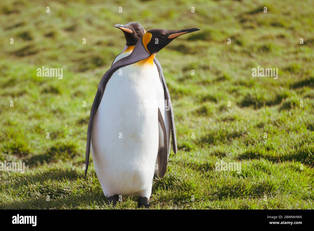 Two penguins hi-res stock photography and images - Alamy