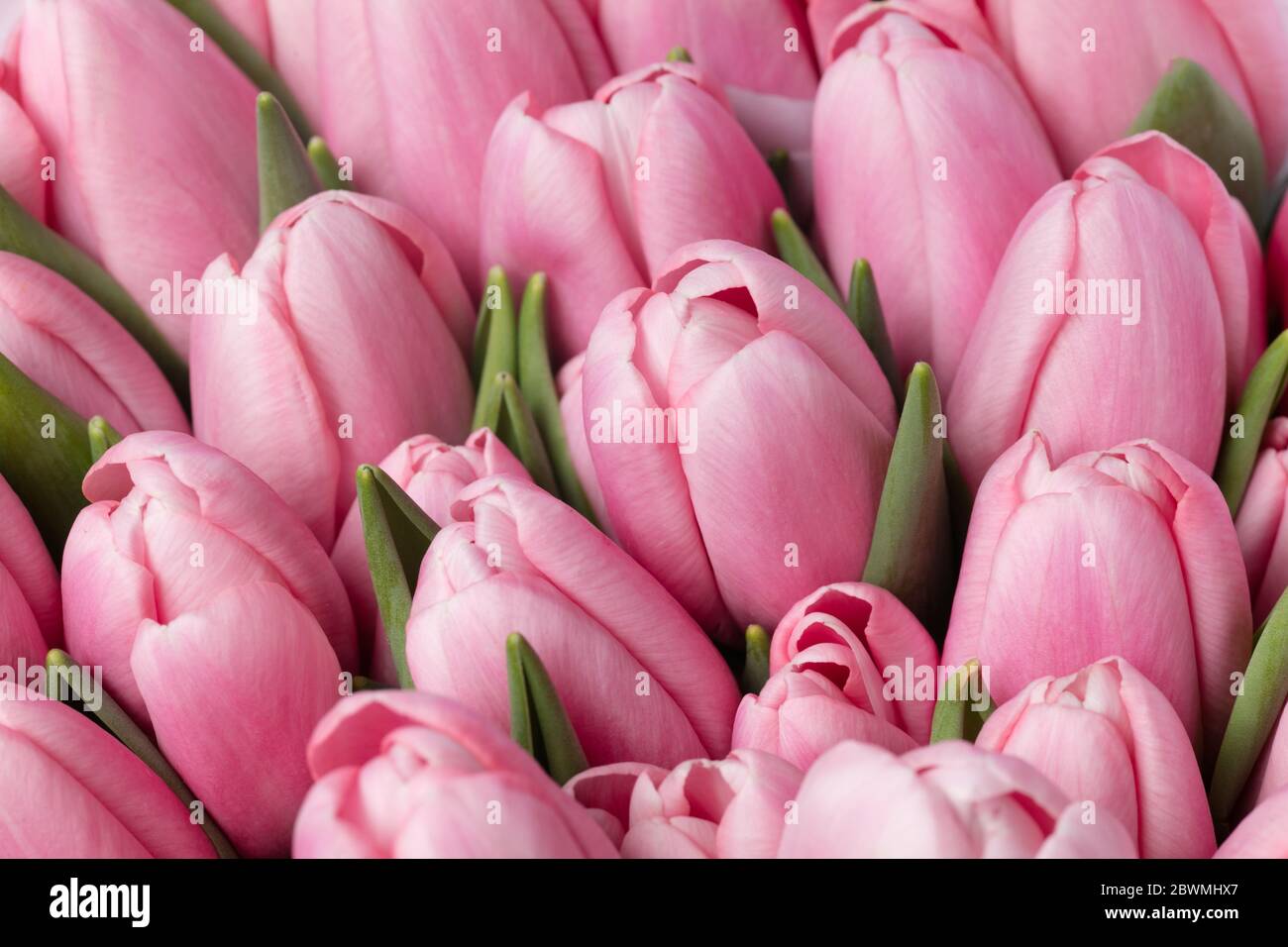 Pink tulips tresor. Close up beautiful flower isolated on white studio ...