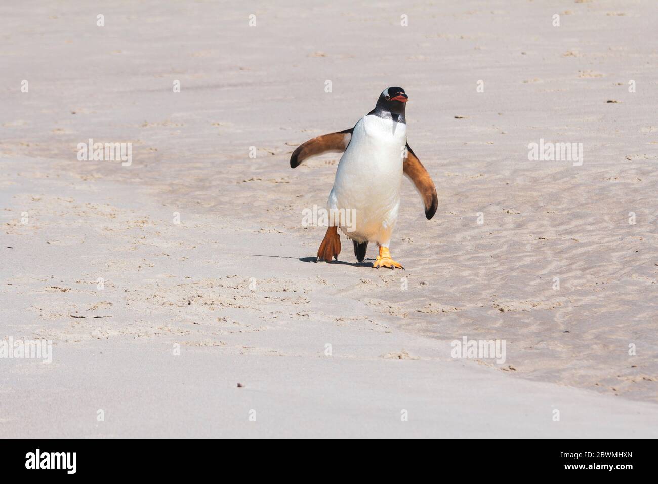 Shambling hi-res stock photography and images - Alamy