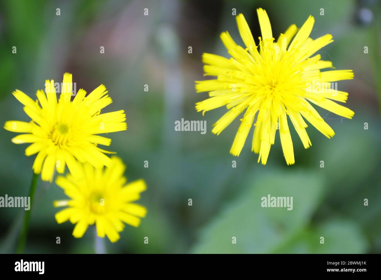 Cat's Ears Flowers Stock Photo - Alamy
