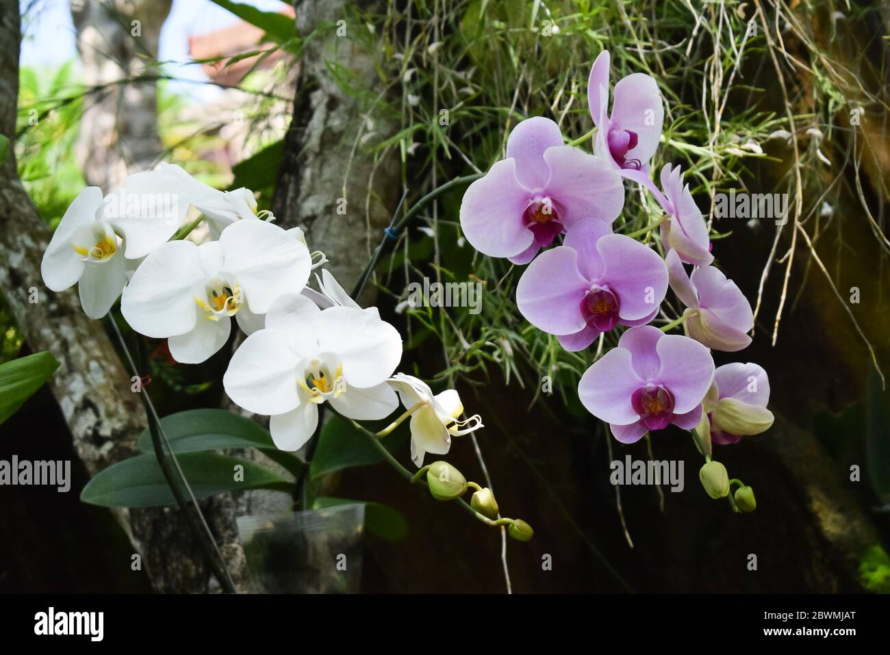 Hanging Orchid Tree High Resolution Stock Photography and Images - Alamy