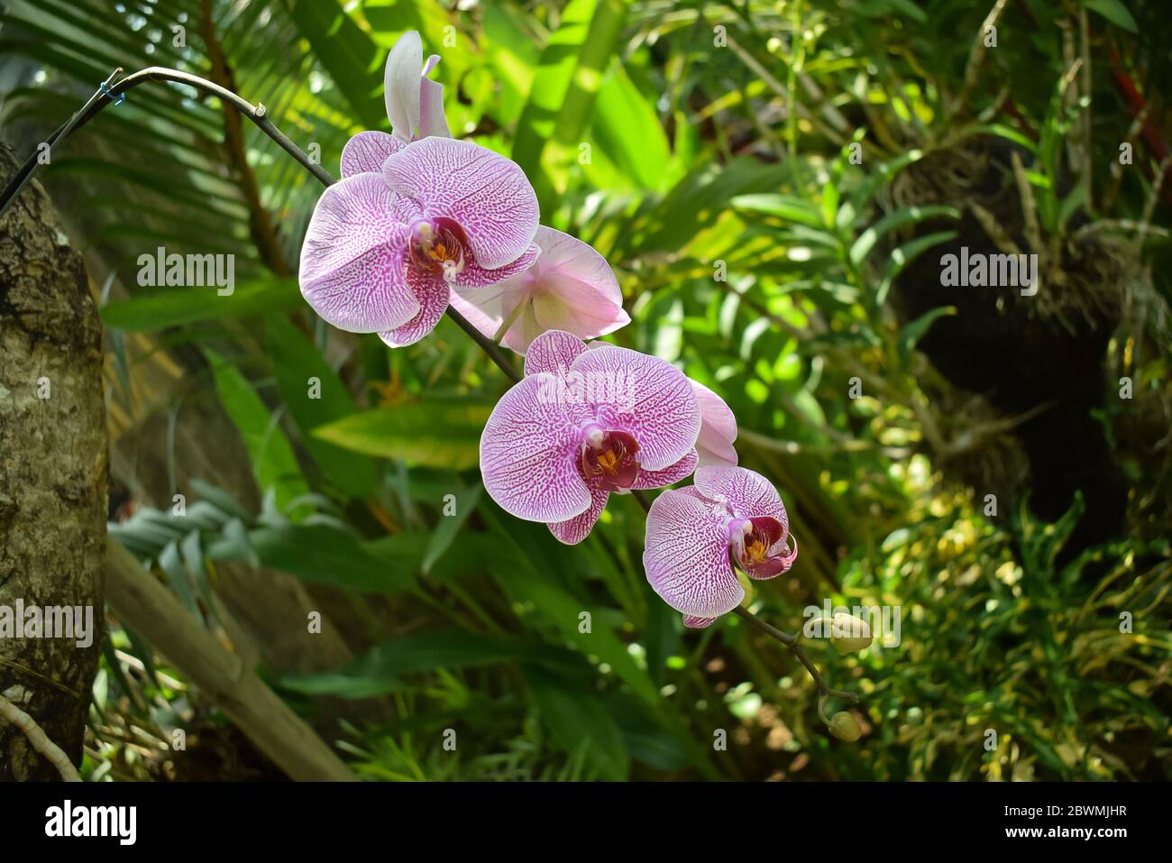Orchid branch hanging from the tree Stock Photo - Alamy