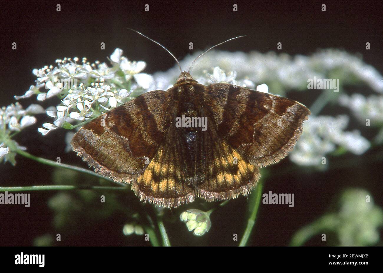 Lepidoptera, Moth, Euclidia (Euclidia) glyphica L., Burnet Companion ...