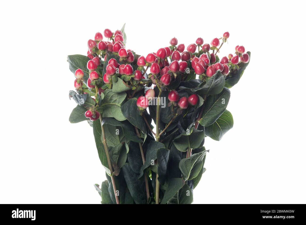 Hypericum pink, red. Close up beautiful flower isolated on white studio ...