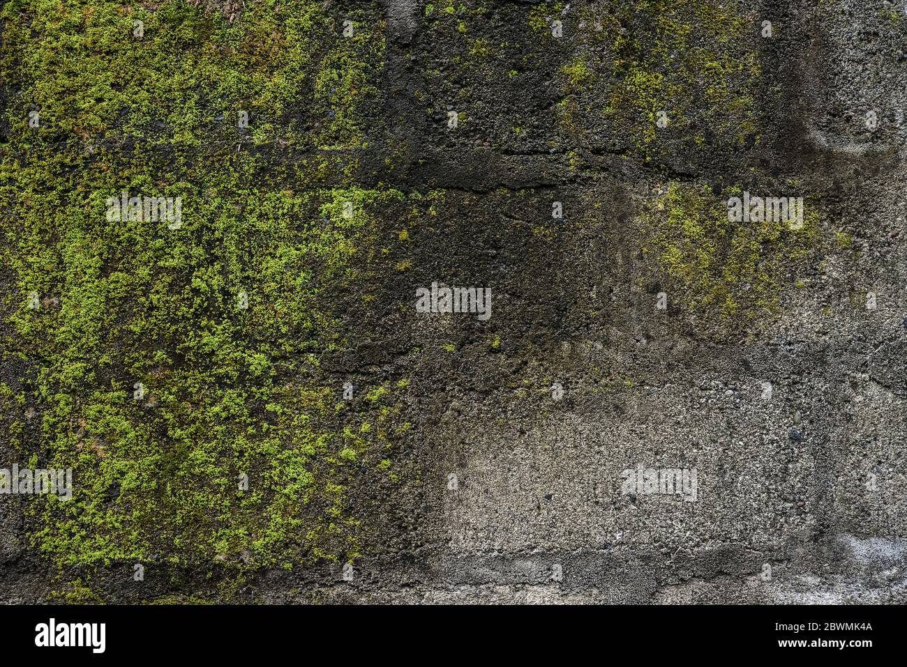 Moss Covered Wall High Resolution Stock Photography and Images - Alamy