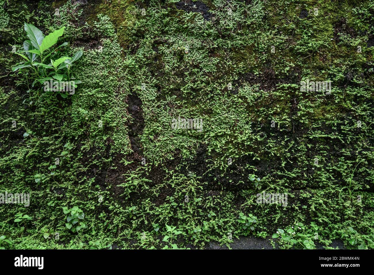 Moss Covered Wall High Resolution Stock Photography and Images - Alamy