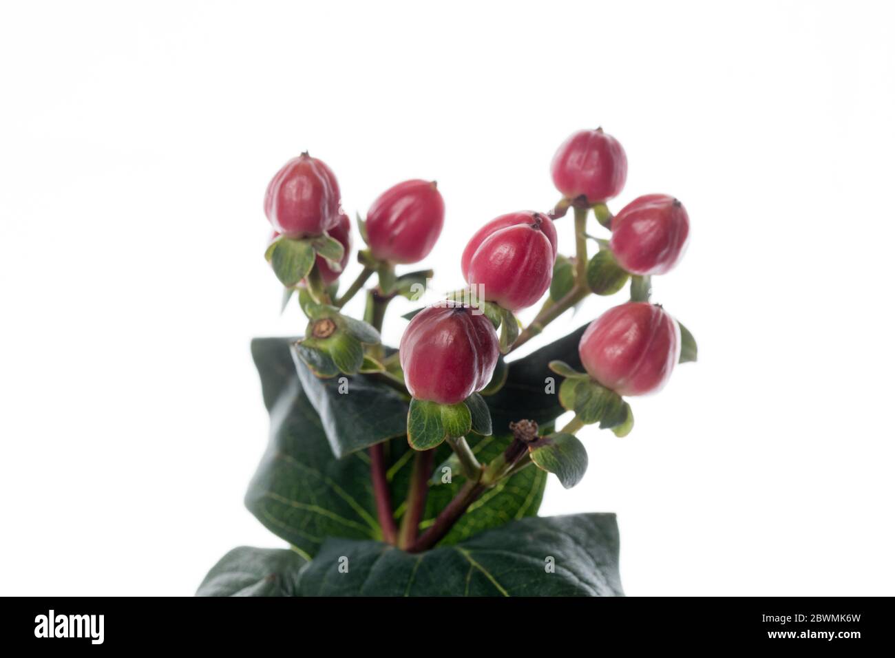 Hypericum pink, red. Close up beautiful flower isolated on white studio ...