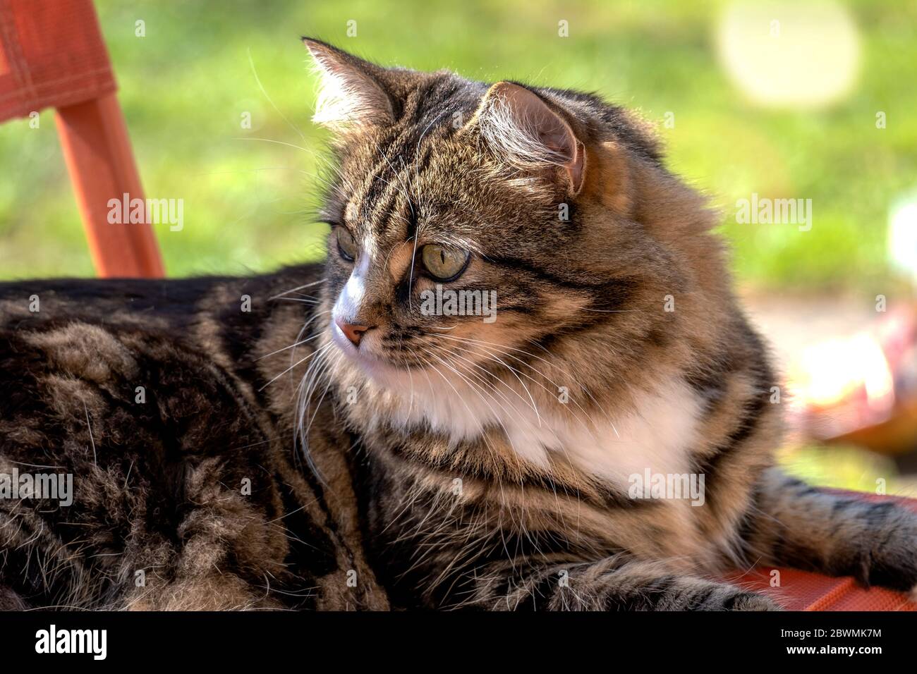 Long haired tabby hi-res stock photography and images - Alamy