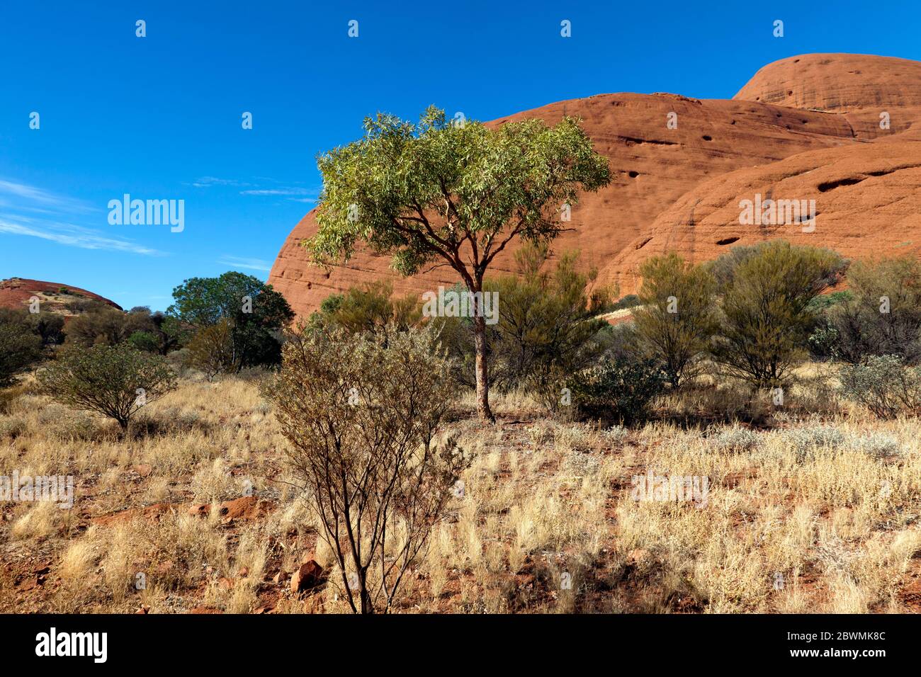 Mulga trees hi-res stock photography and images - Alamy