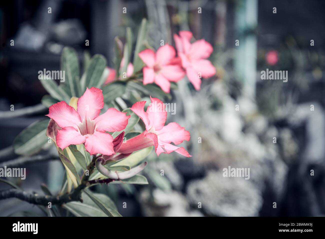 Beautiful Pink Adenium Flowers On Blur Green Leaves Background Closeup