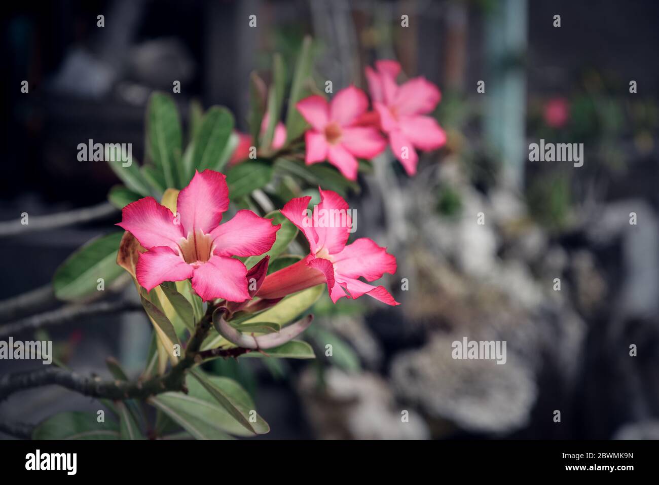 Beautiful pink Adenium flowers on blur green leaves background closeup ...