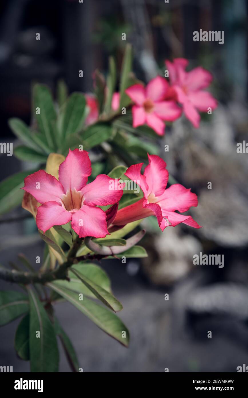 Beautiful pink Adenium flowers on blur green leaves background closeup ...