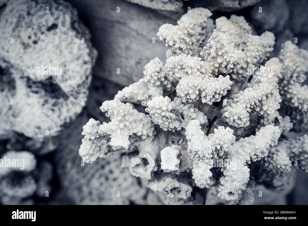 Polyp skeleton hi-res stock photography and images - Alamy