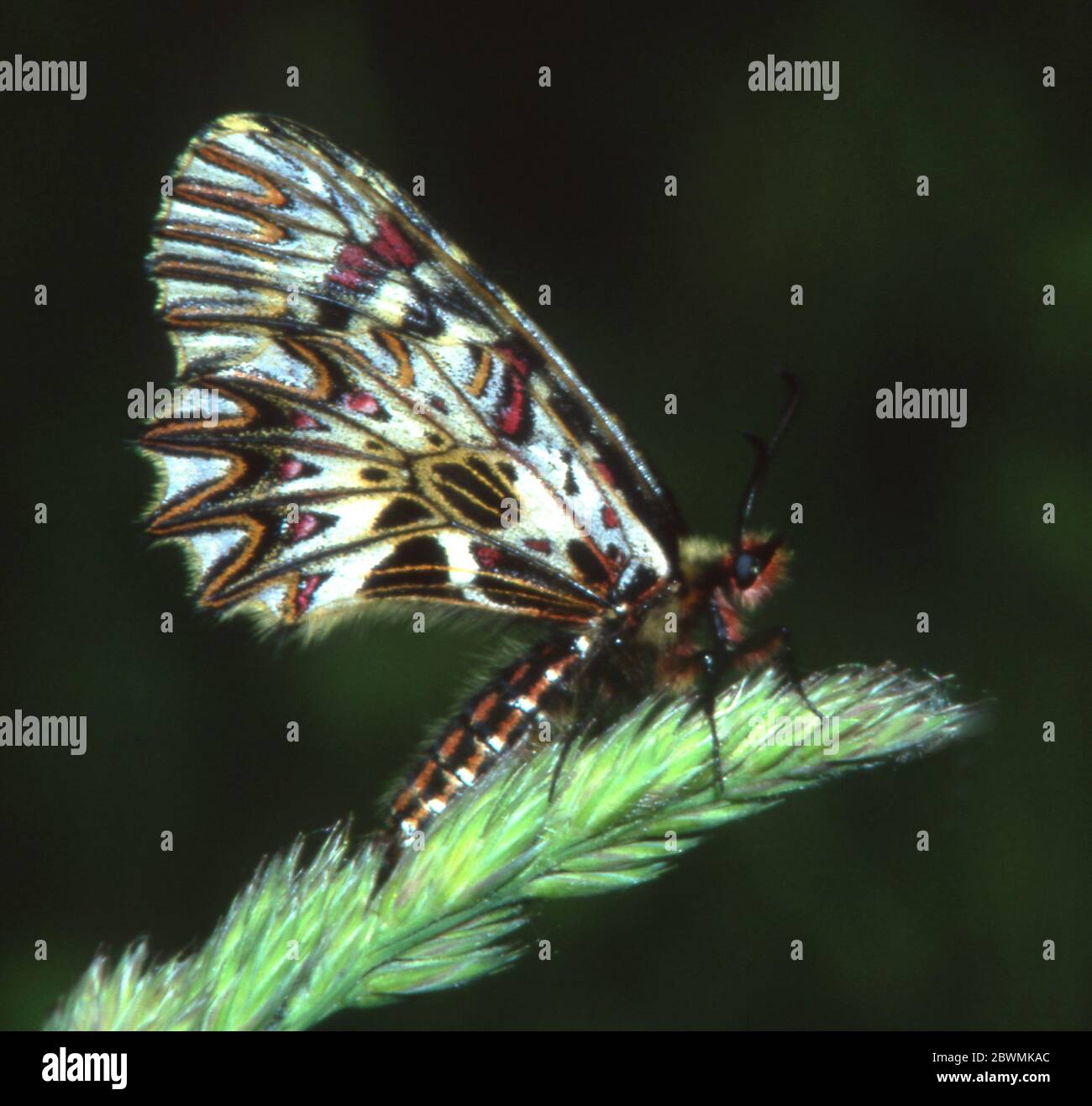 Polyxena butterfly hi-res stock photography and images - Alamy