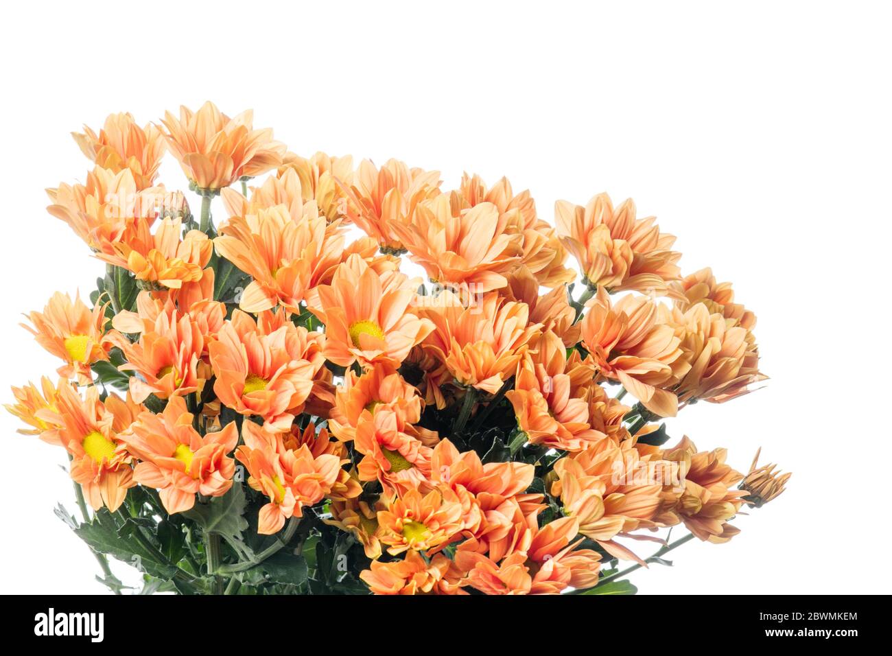 Chrysanthemum stargazer orange. Close up beautiful flower isolated on ...