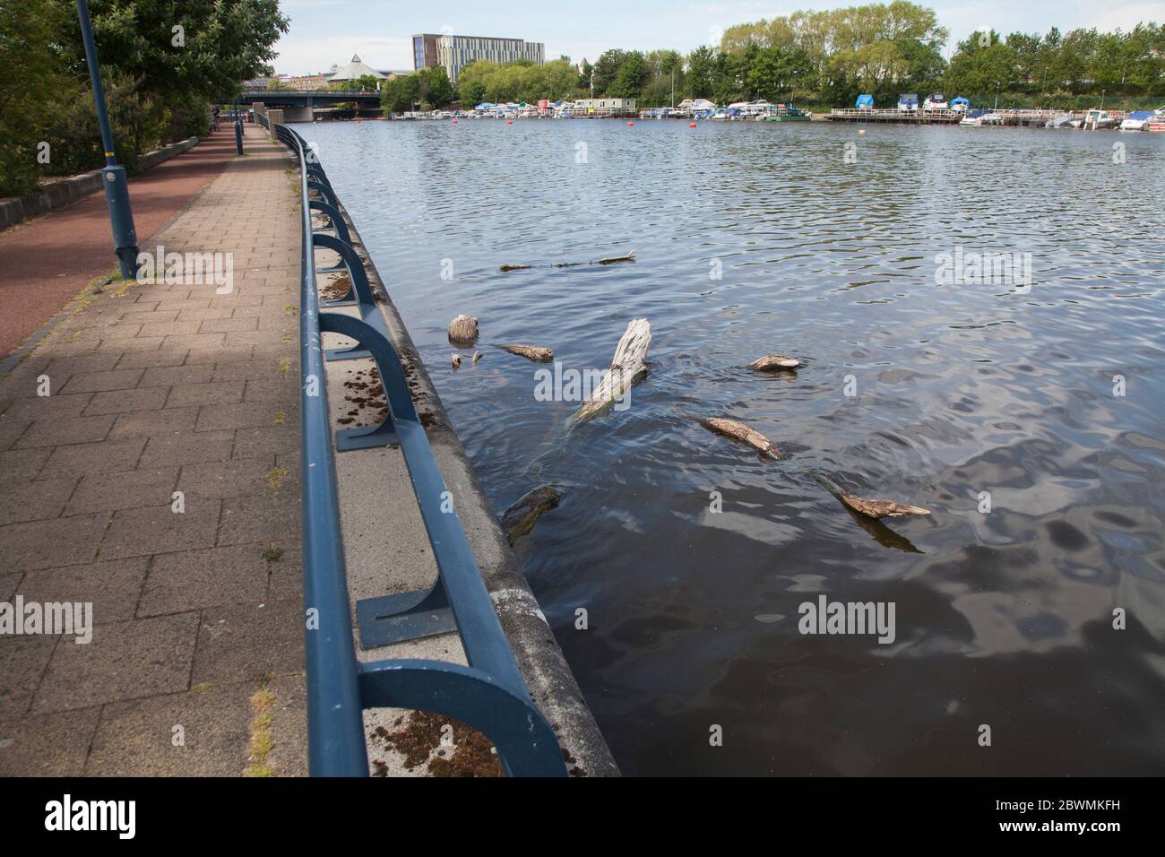 Tree floating river hi-res stock photography and images - Alamy