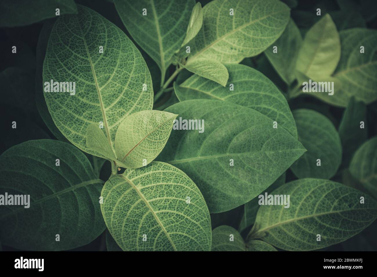 Tropical leaves texture, dark green foliage, nature background,green ...