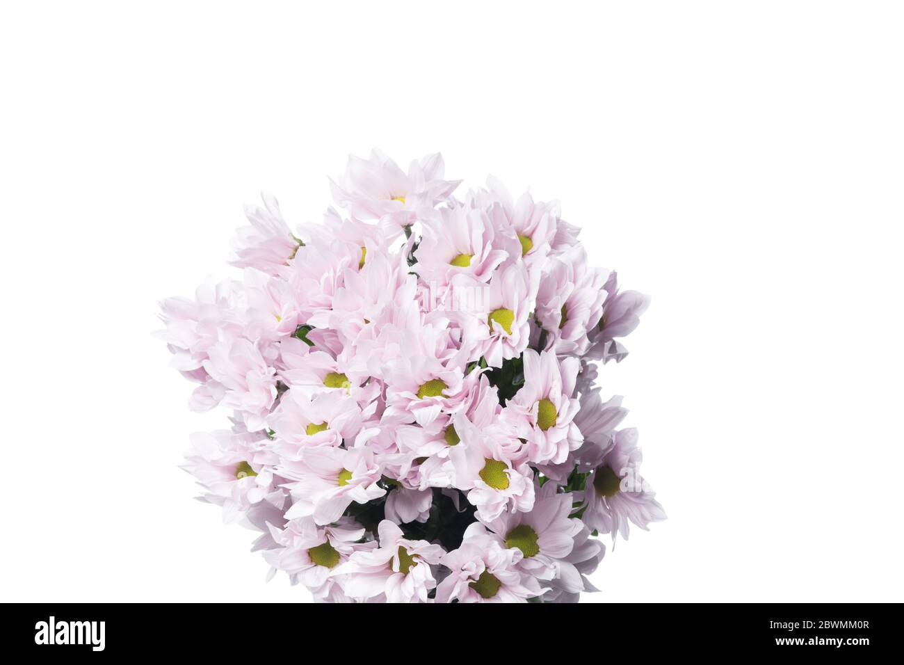 Chrysanthemum barolo purple, pink. Close up beautiful flower isolated ...