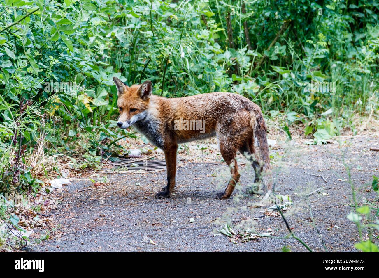 Fox mange hi-res stock photography and images - Alamy