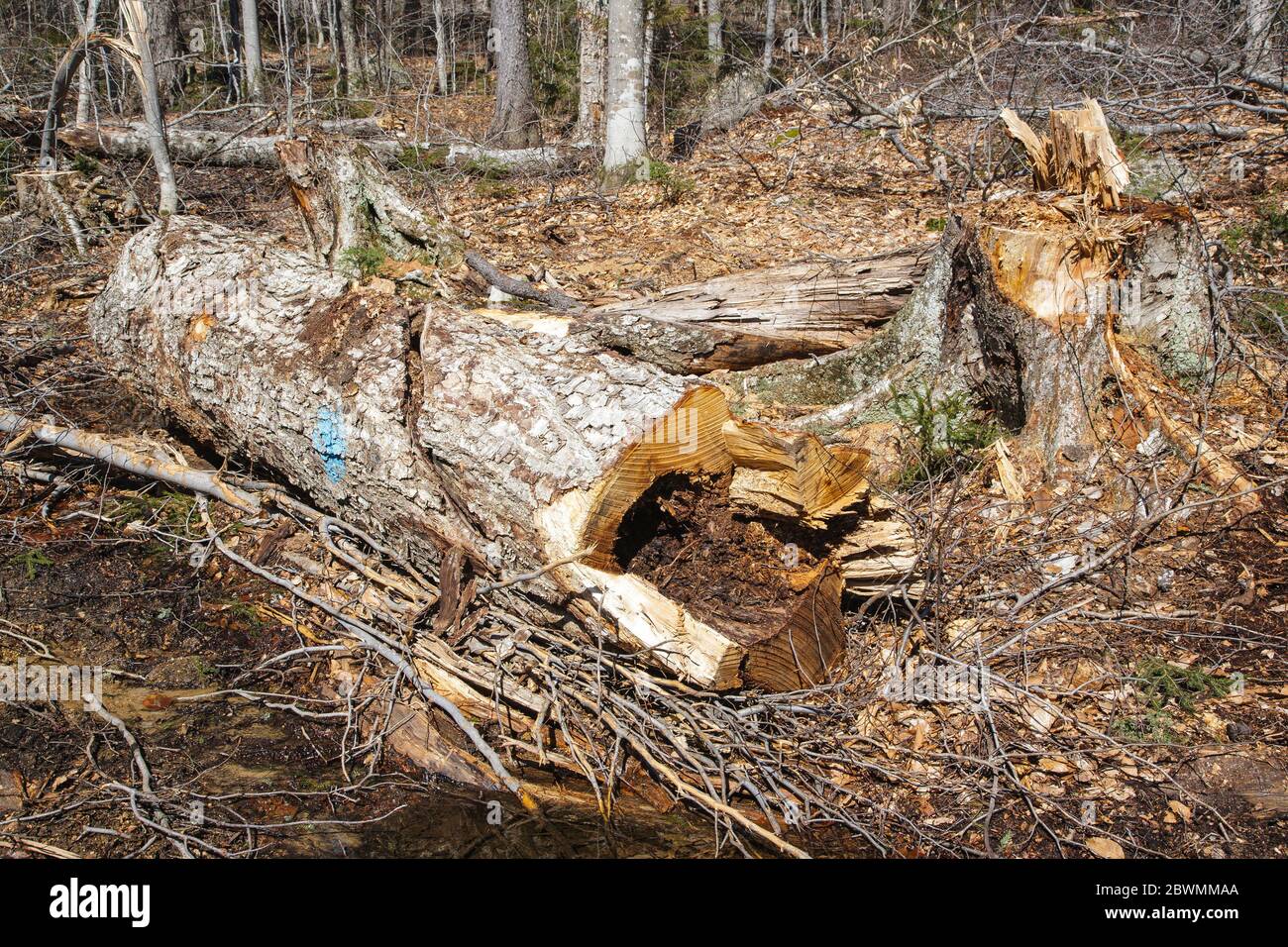 Stump of a yellow birch in Unit 36 of the Kanc 7 Timber Harvest Project ...