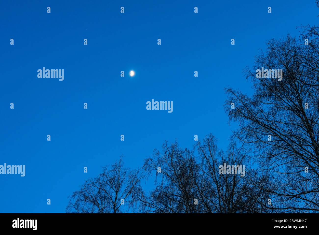 Bright white disk of the moon against a blue sky and tree branches ...
