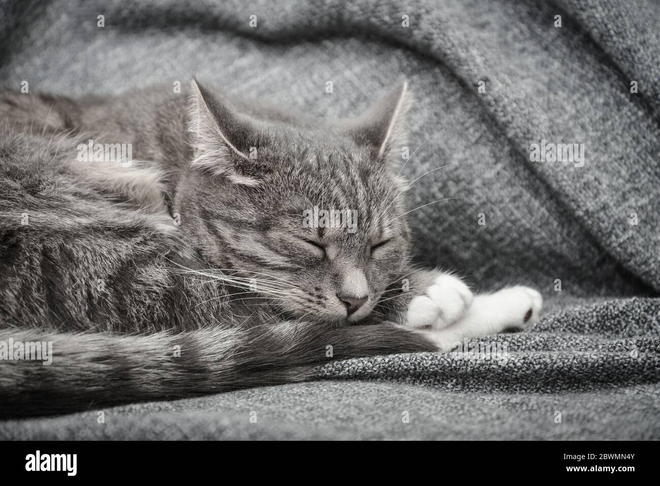 Grey cat sleeping on sofa at home closeup Stock Photo - Alamy