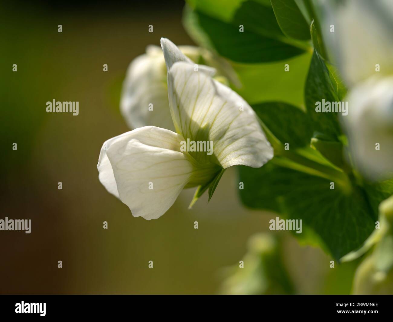 Mangetout hi-res stock photography and images - Alamy