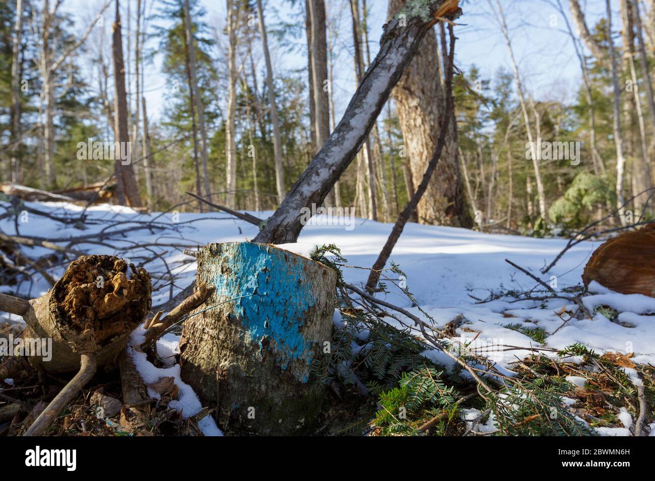 Tree stump in Unit 44 of the Kanc 7 Timber Harvest project along the ...