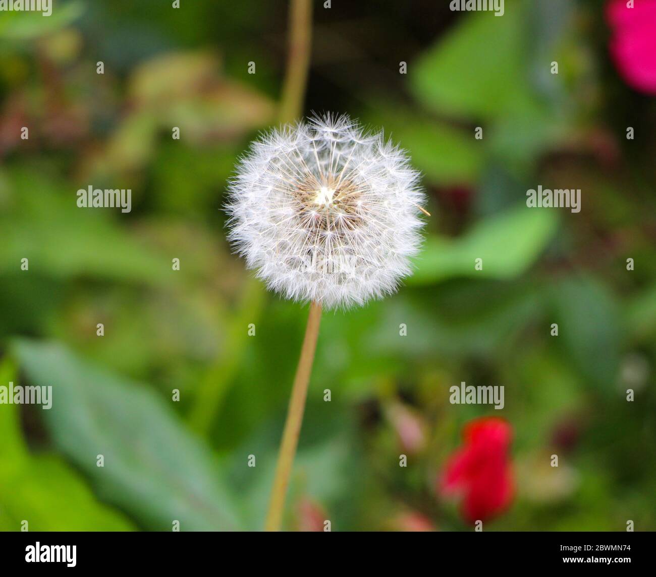 Flora comune hi-res stock photography and images - Alamy