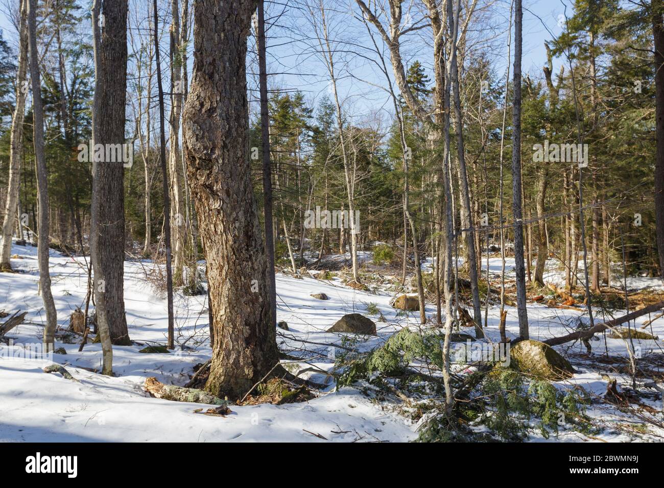 Unit 44 of the Kanc 7 Timber Harvest project along the Kancamagus ...