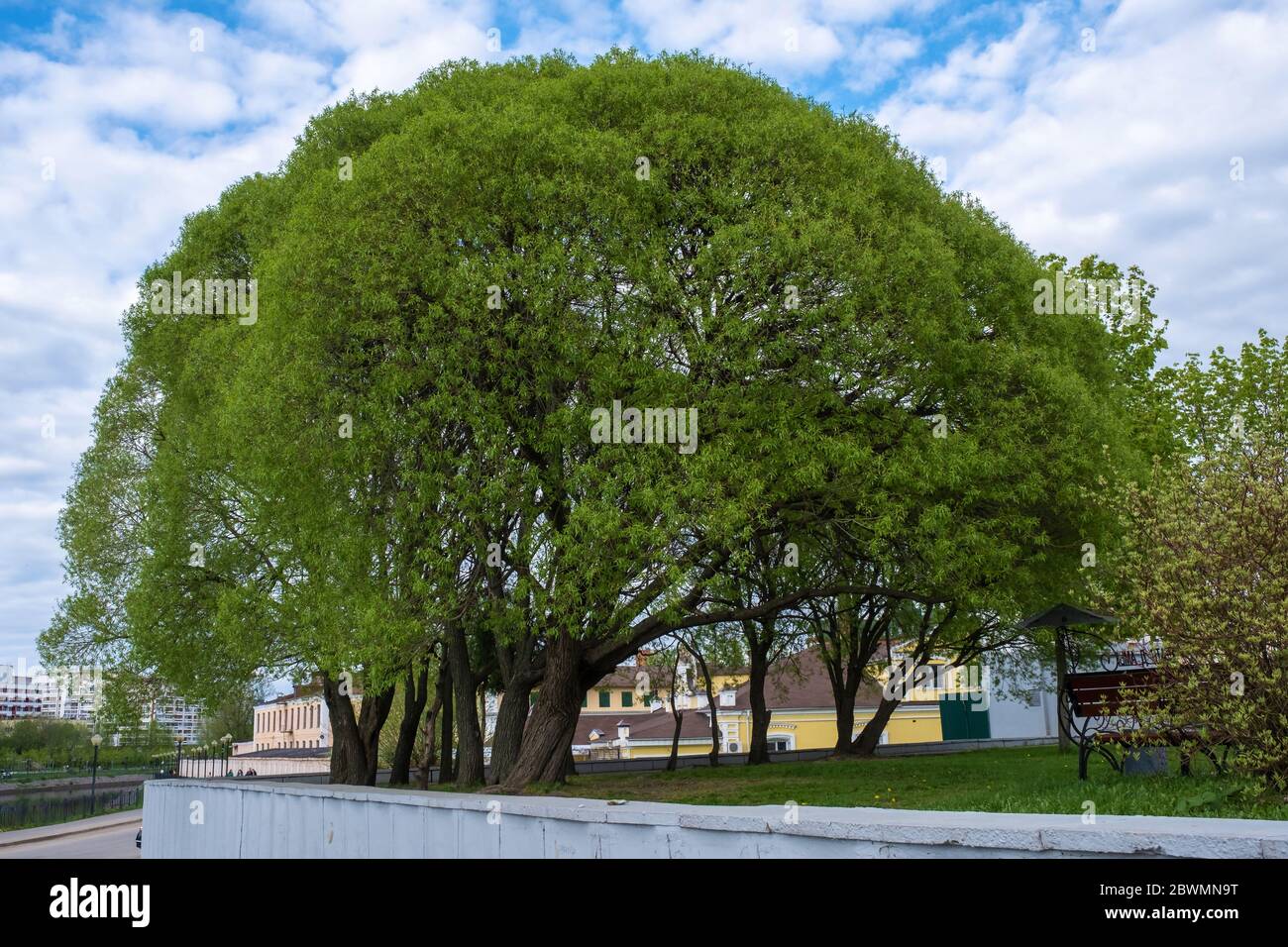 Spreading tree hi-res stock photography and images - Alamy