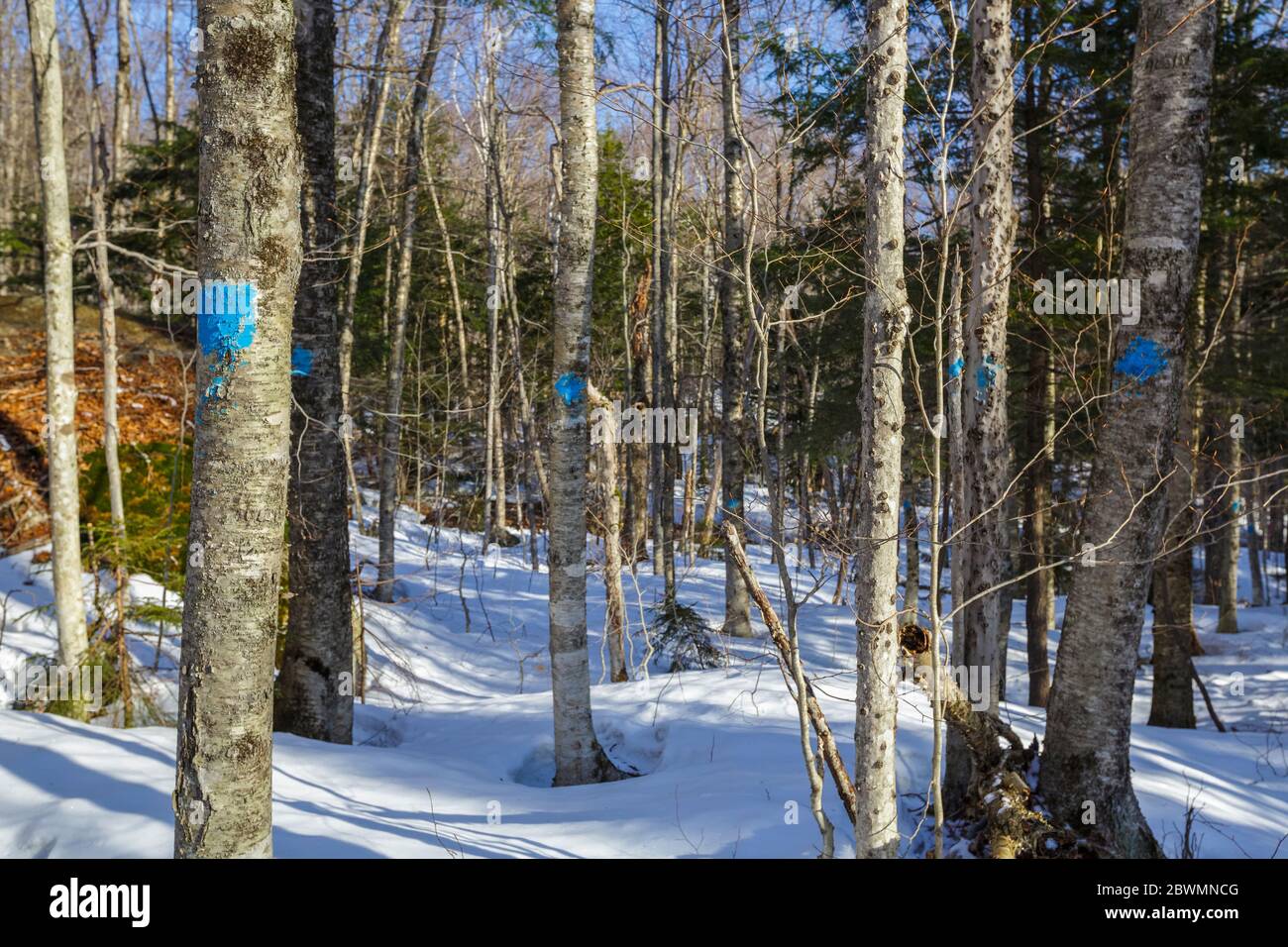 Unit 43 of the Kanc 7 Timber Harvest project along the Kancamagus ...