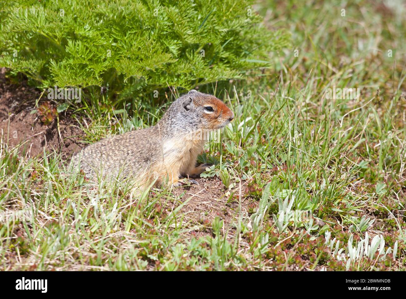 Columbian Ground High Resolution Stock Photography and Images - Alamy