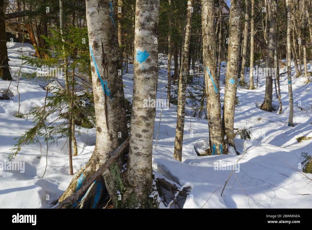 Unit 43 of the Kanc 7 Timber Harvest project along the Kancamagus ...