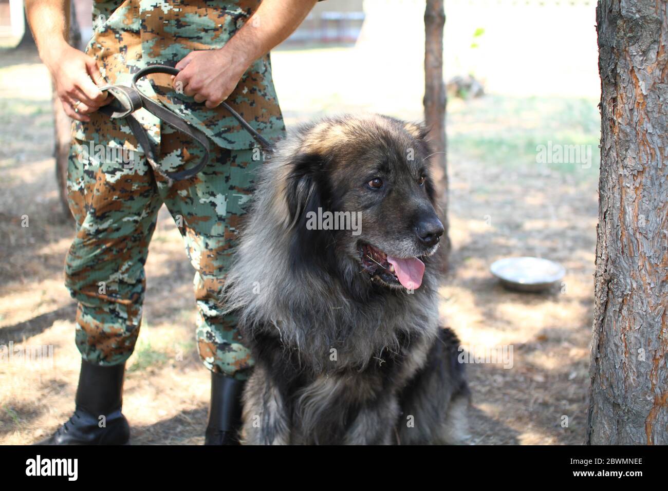Man in military uniform with military dog, out outdoors Stock Photo - Alamy
