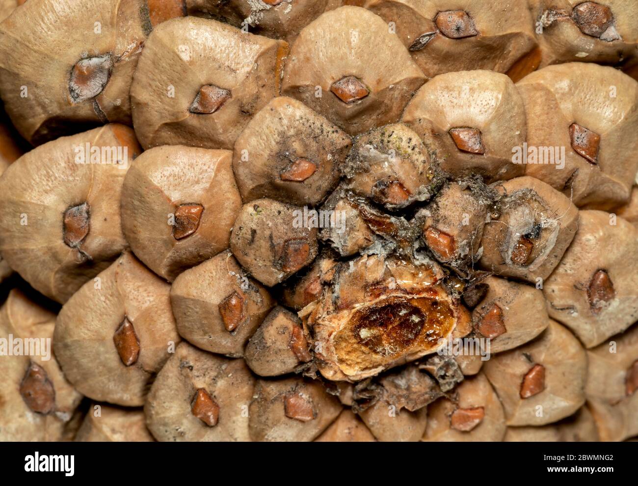 Pinecone close up hi-res stock photography and images - Alamy