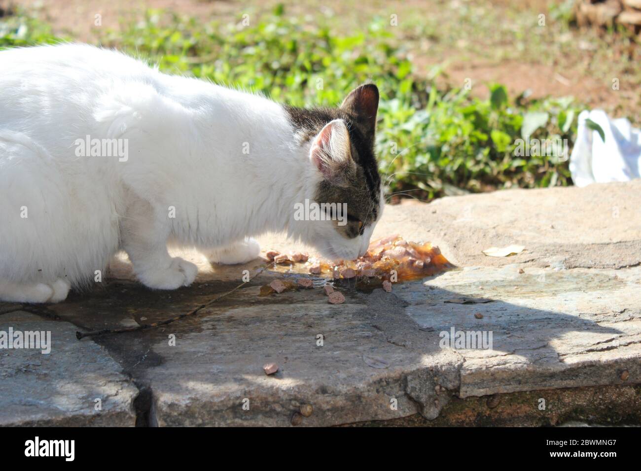 Homeless cat eating dry hi-res stock photography and images - Alamy