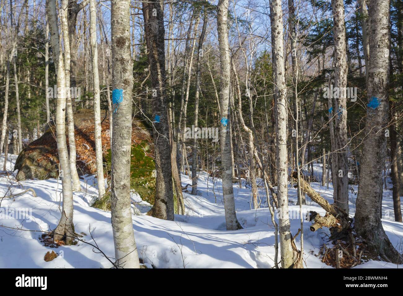 Unit 43 of the Kanc 7 Timber Harvest project along the Kancamagus ...